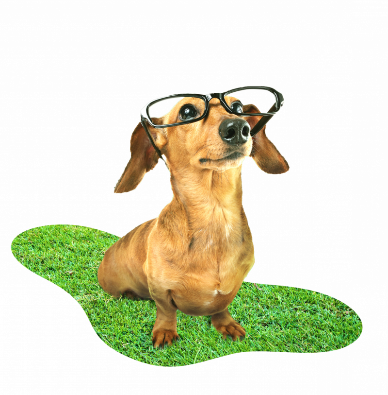 Chilli dog – Digital Marketing